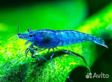 Креветка синяя мечта