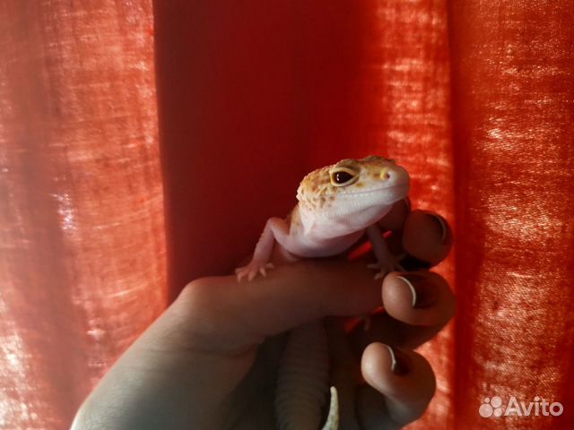 Эублефар Raptor