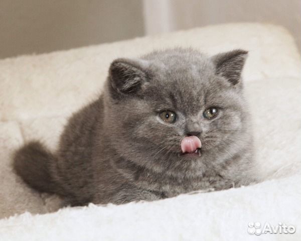 Бриллиантовые звезды