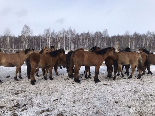 Жеребчики откормленные 2018г.р