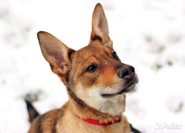 Ласковый и умный малыш Джоник ищет дом