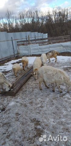 Кози и барашки