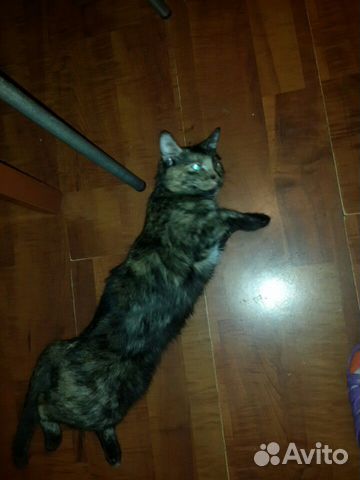 Кошечка ищет котика