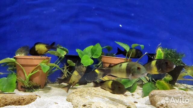 Стая взрослых трофеусов Икола