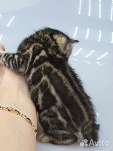 Бенгальские котята