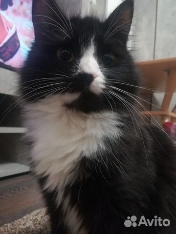 Отдам кошечку