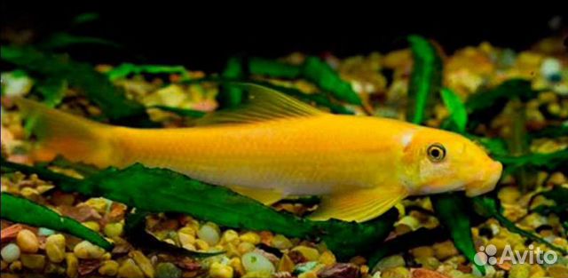 Сом гиринохейлус