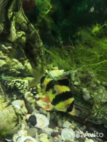 Аквариумные рыбки