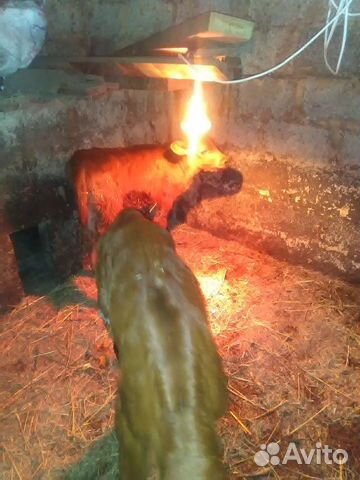 Бычок и тёлочка