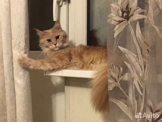 Кошка (мэйнкун) желает познакомится