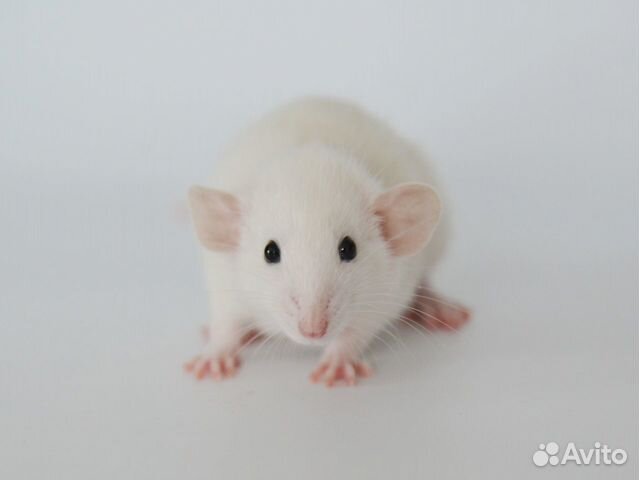Милые ручные крысята
