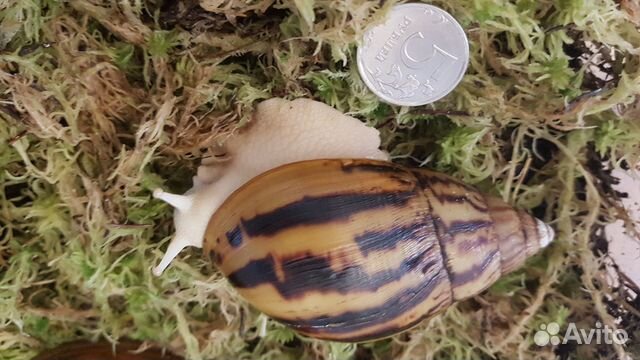 Улитка ахатина ахатина