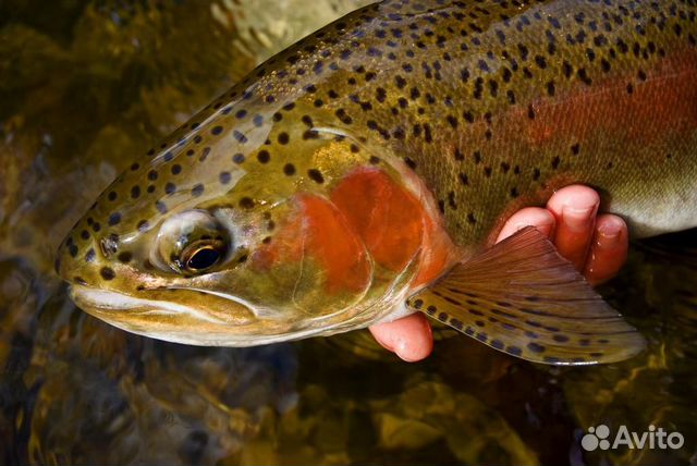 Форель посадочный материал