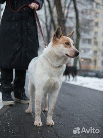 Милочка, молода собака. Австралийский хилер/метис