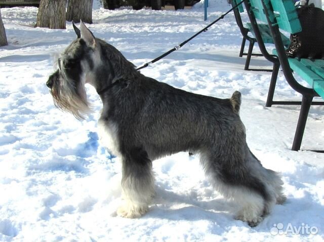 Цвергшнауцер для вязки