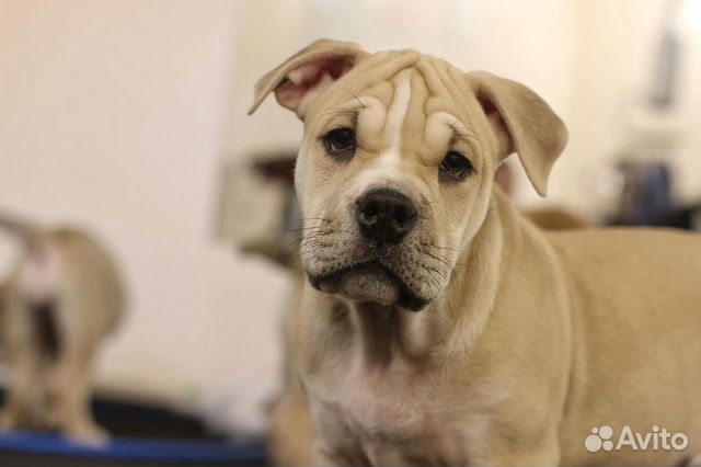 Щенки ка де бо (собаки)