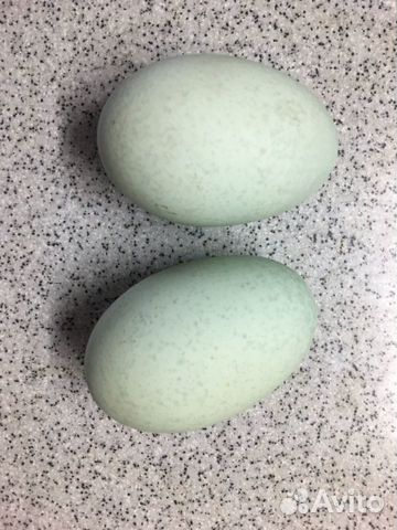 Инкубационные яйца барневельдер серебро и ухейэлюй