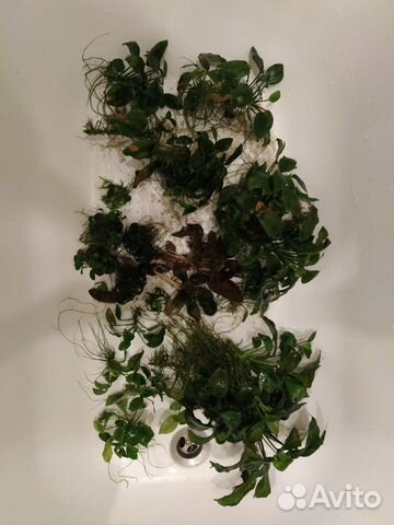 Анубиасы оптом