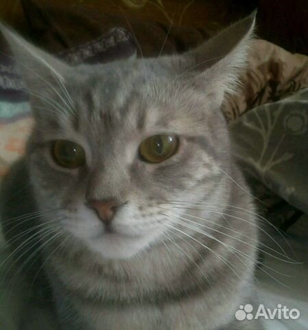 Кошка