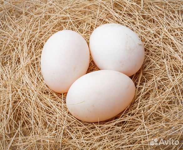 Инкубационное яйцо Стар 53,гусь "Кубанский серый"