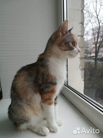 Кошка