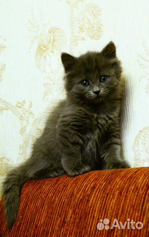 Котенок девочка