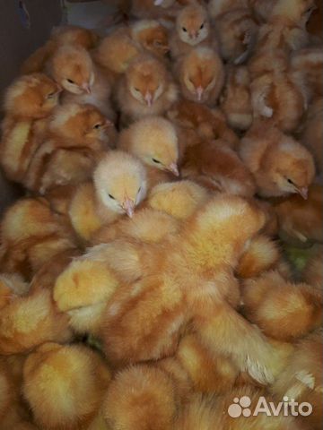 Цыплята кур-несушек "Ломан Браун" и "Декалб"