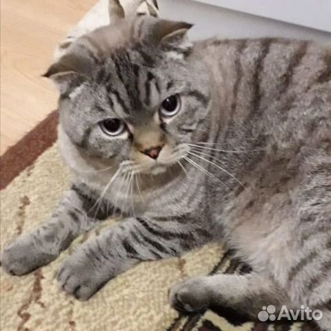 Британский кот в добрые руки