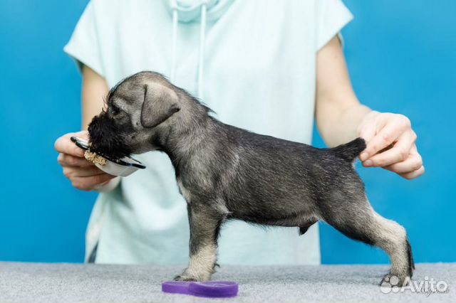 Щенок миттельшнауцера