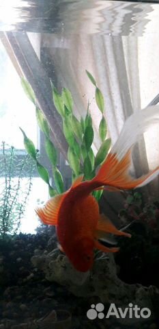 Золотая-2,5 года