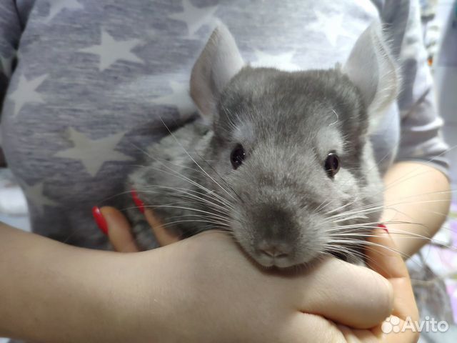 Шиншилла (девочка)