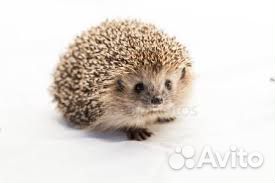 Продам ёжика