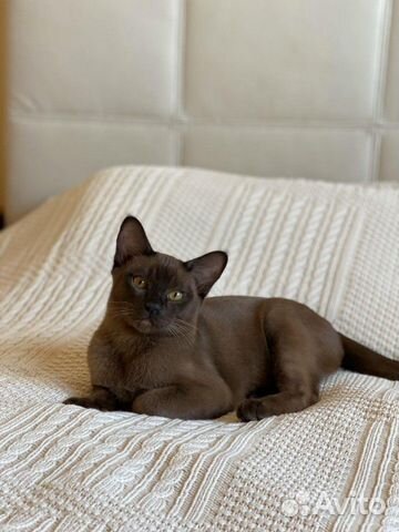 Котенок европейской бурмы