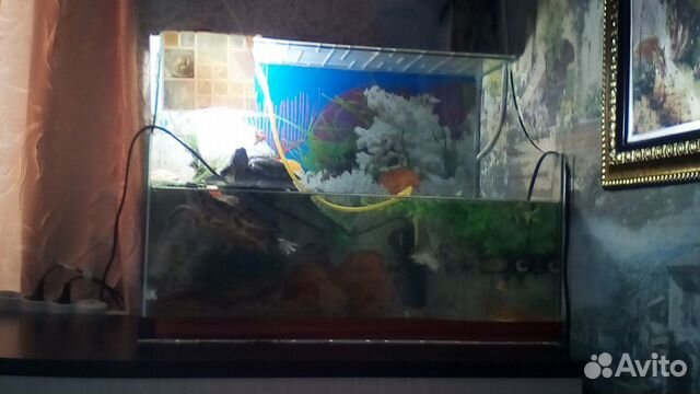 Черепашник с черепахами