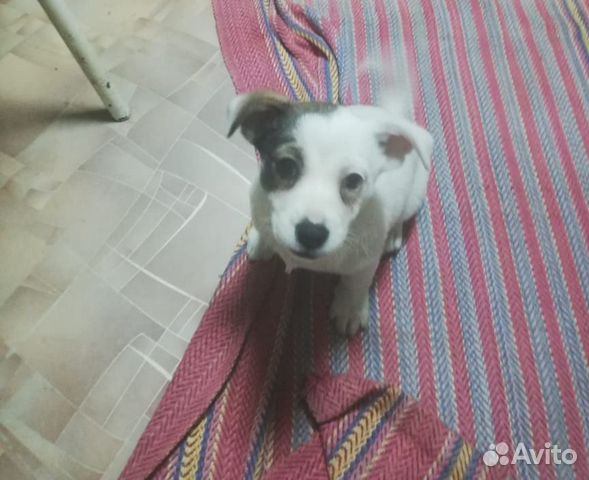 Собачка-Девочка по имени Шанди, белый Бим чёрное у