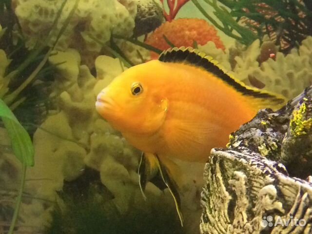 Самки Еллоу