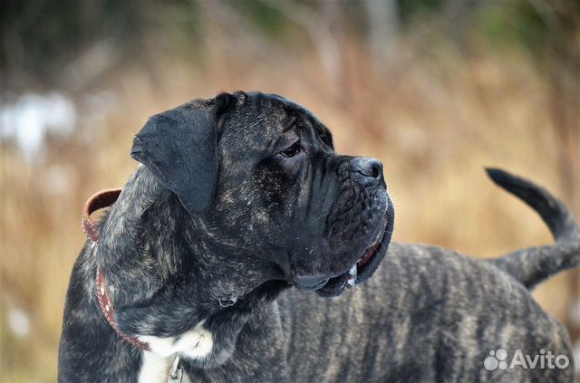 Хулиган Тайсон ищет дом