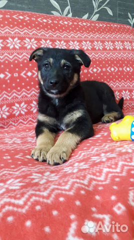 Марс ищет хозяина и дом