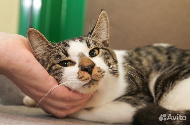 В добрые руки