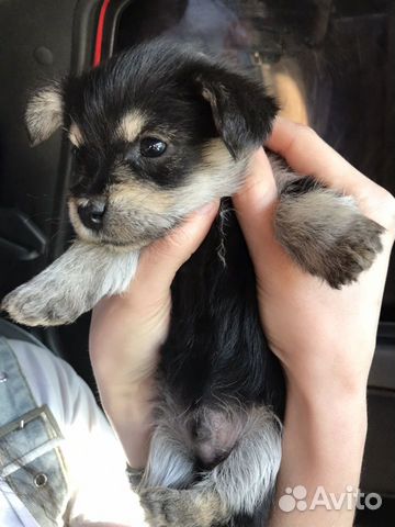Щенок Йорка мальчик отдам В добрые руки