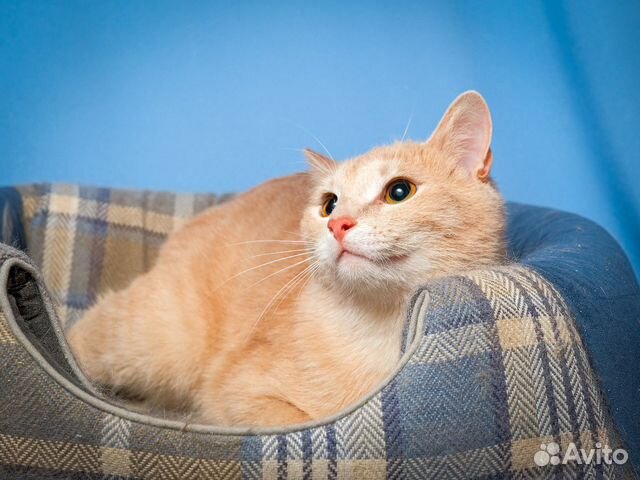 Даниэль ждет семью