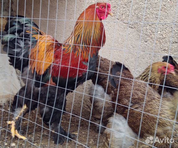 Брама, инкубационное яйцо и цыплята