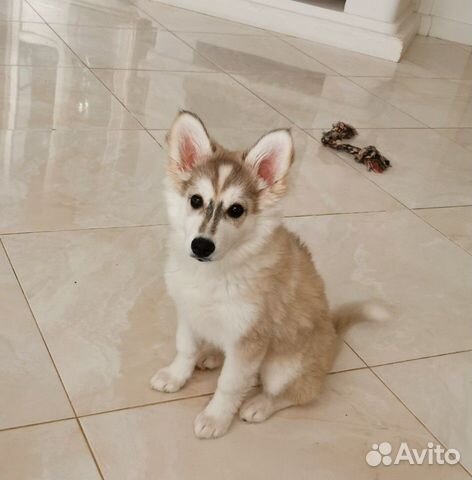 Девочка хаски с немецкой овчаркой