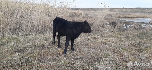 Бычок 2,5м