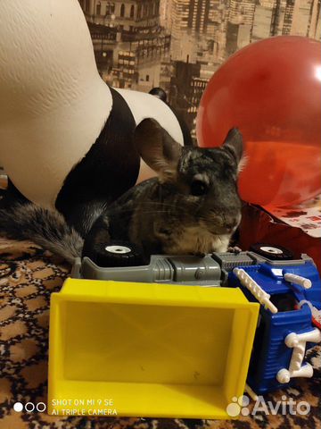 Продам молодую шиншиллу с большой клеткой