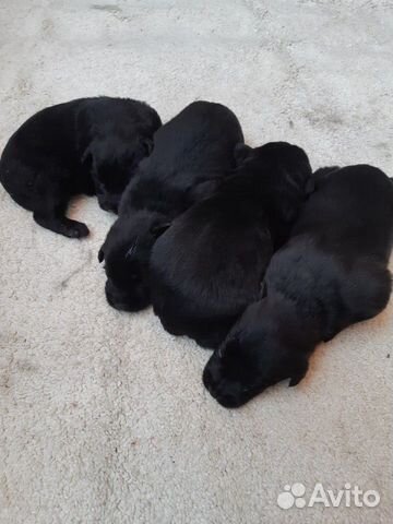 Щенки Ризеншнауцера