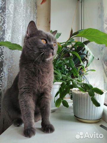 Британские котята