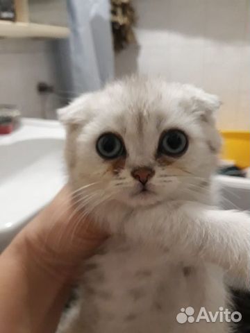 Шотландский вислоухий Винни 2,5 мес
