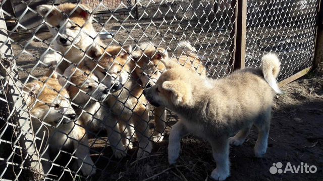 Япончики и Японочки