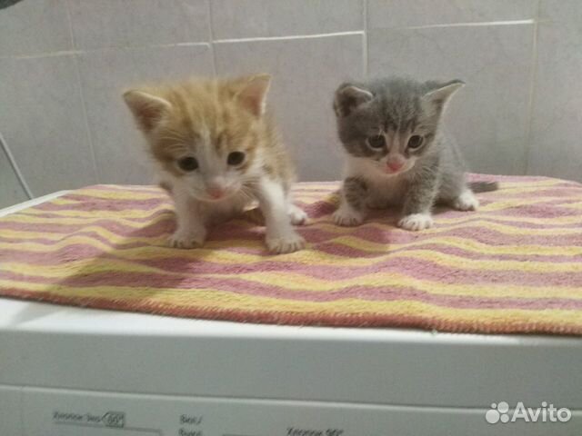 Отдам в добрые руки